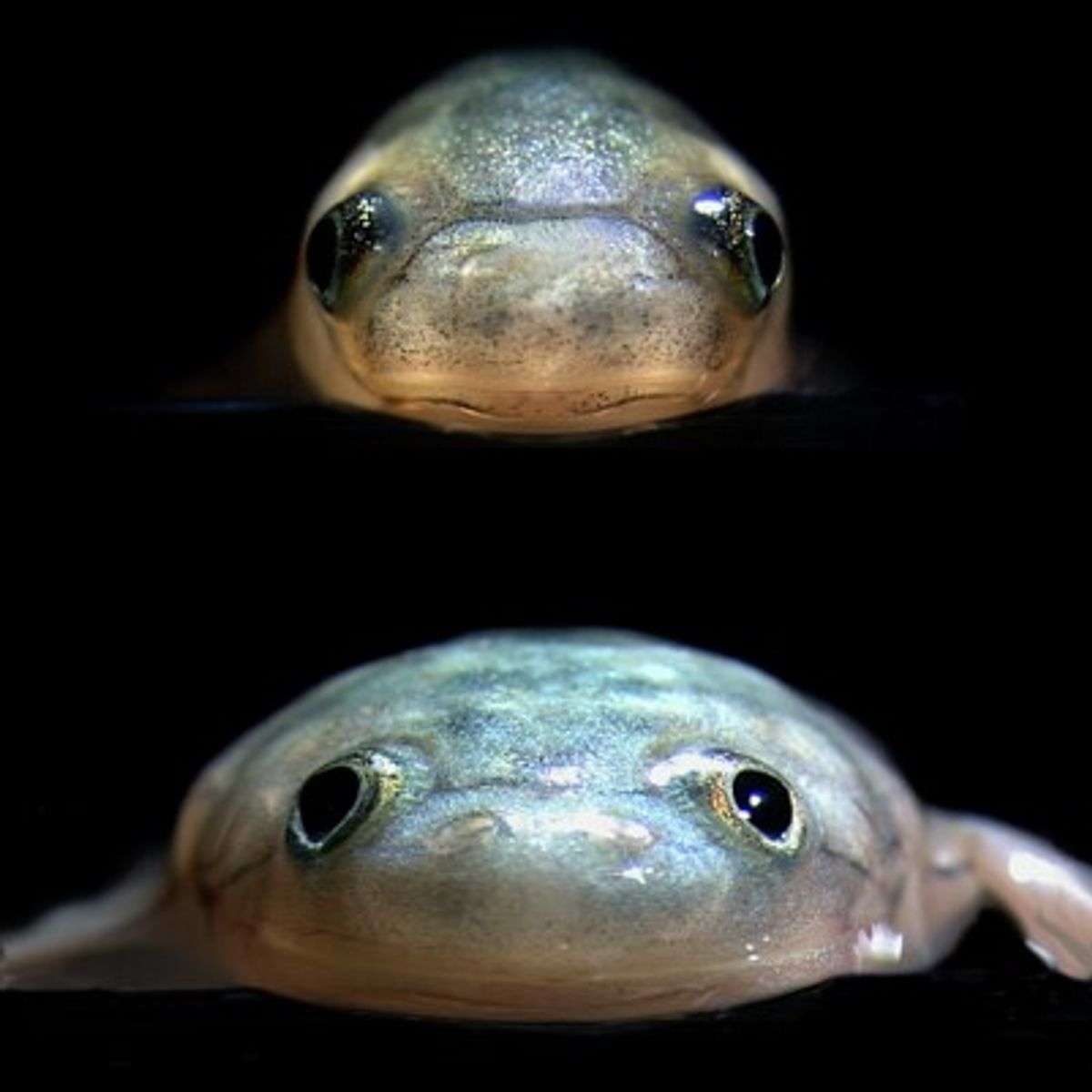 Professor Anna Philpott